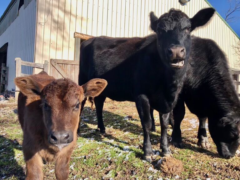 Why We Love Calf Sharing - Browning's Homestead